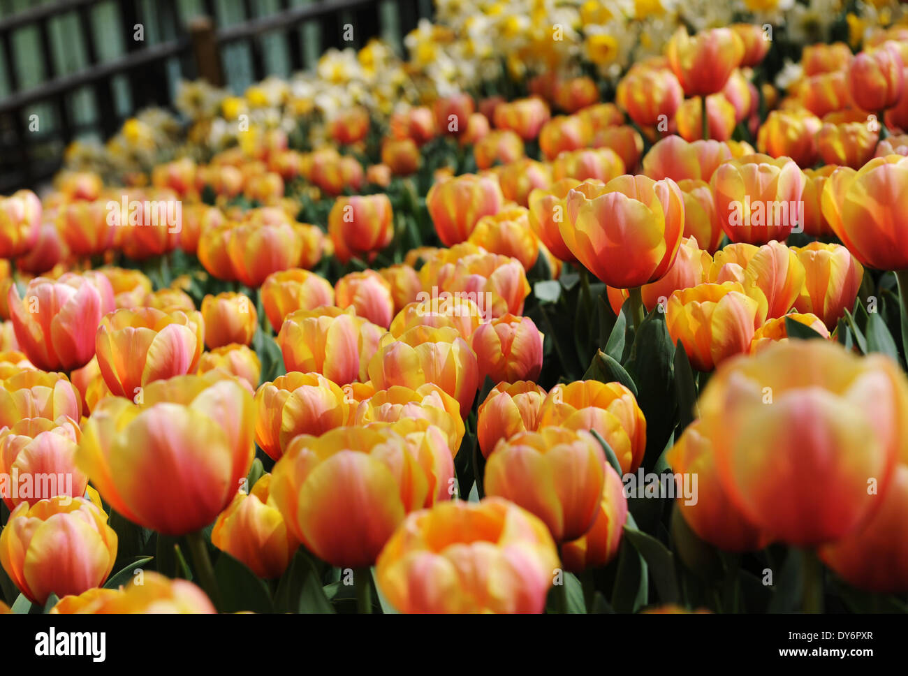Istanbul, Turkey. 8th Apr, 2014. Tulips are seen in Istanbul, Turkey ...