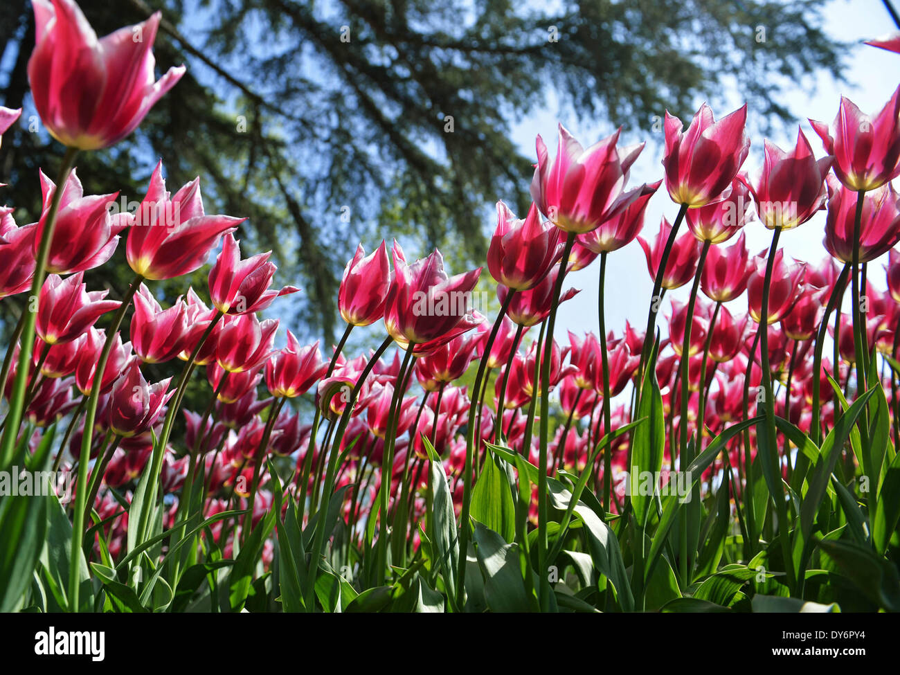 Istanbul, Turkey. 8th Apr, 2014. Tulips are seen in Istanbul, Turkey ...