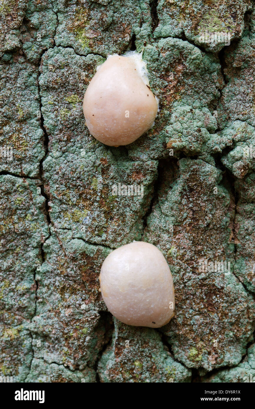 Puffballs Stock Photos & Puffballs Stock Images - Alamy