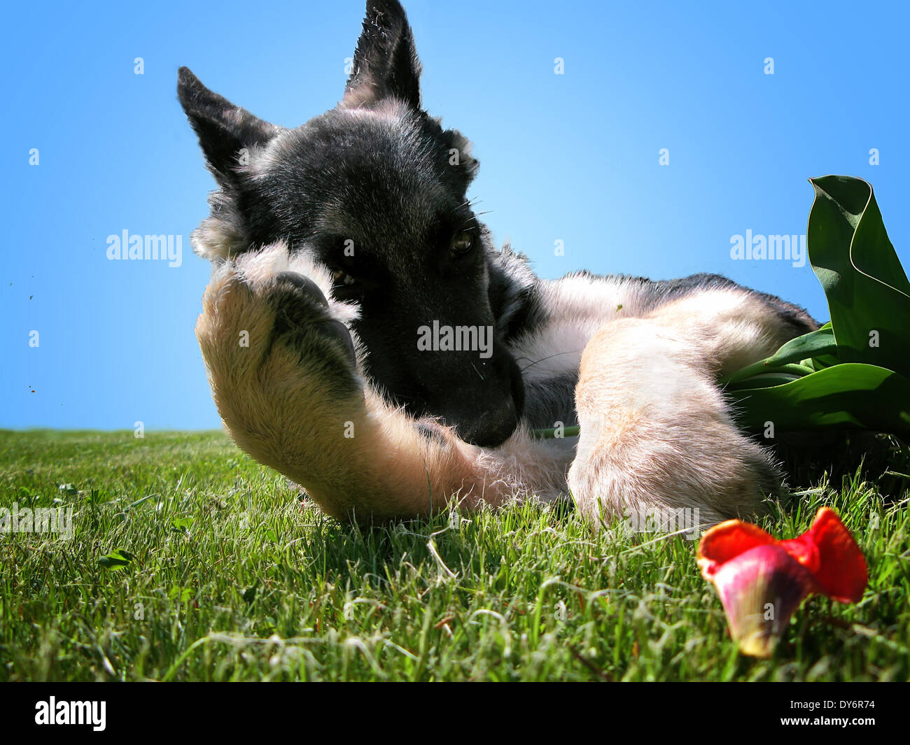 shepherd dog puppy playing Stock Photo - Alamy