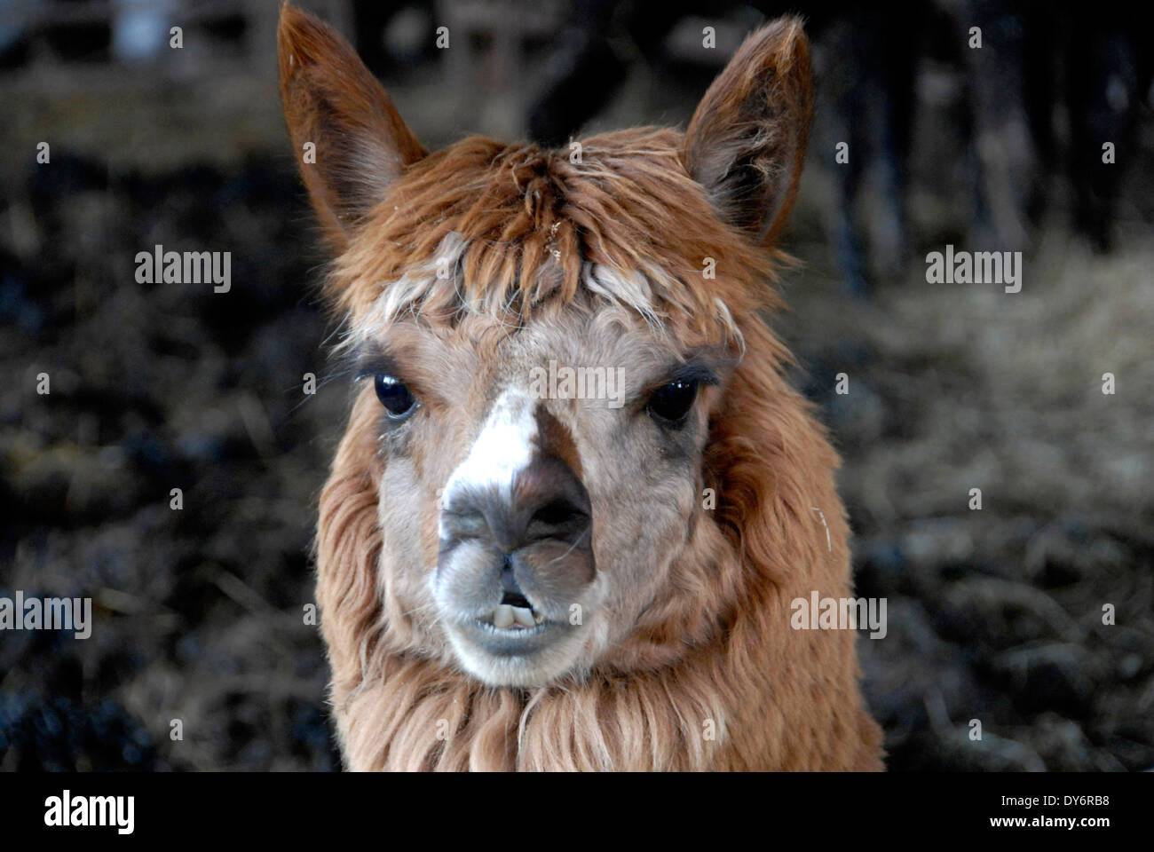 Alpacas on a farm with alpaca in England UK Stock Photo - Alamy