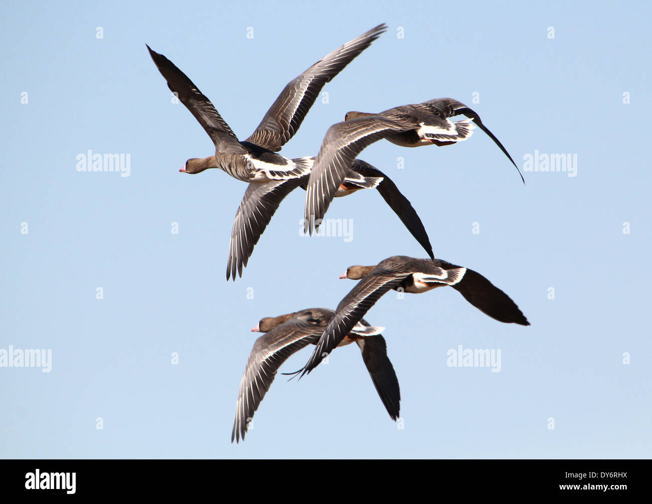Four Greater White-fronted Geese (Anser Albifrons) in flight Stock ...