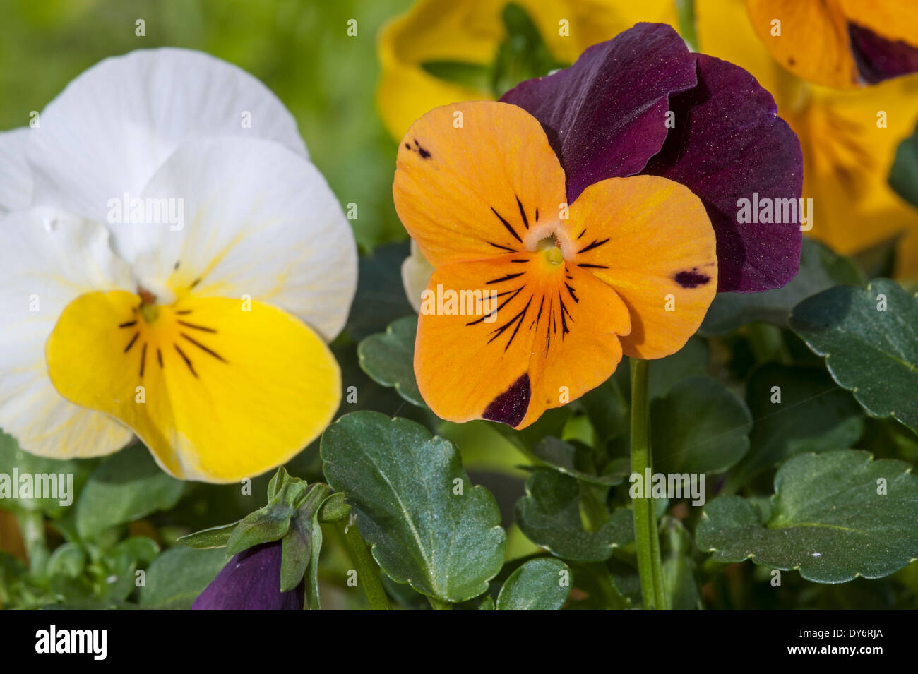 Colourful pansies, Viola cultivars in flower in garden in spring Stock ...