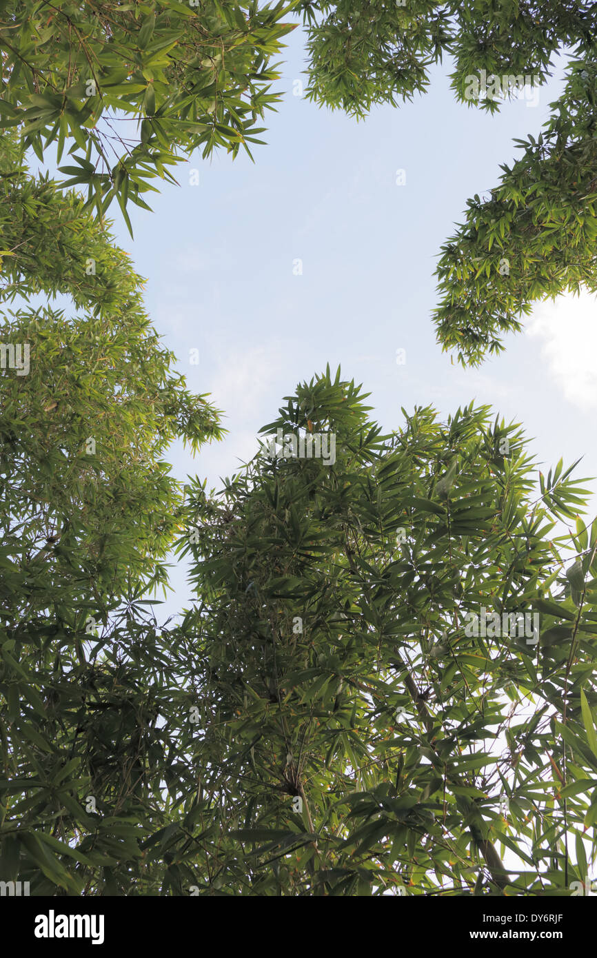 High Bamboo Trees with perspective from below Stock Photo - Alamy