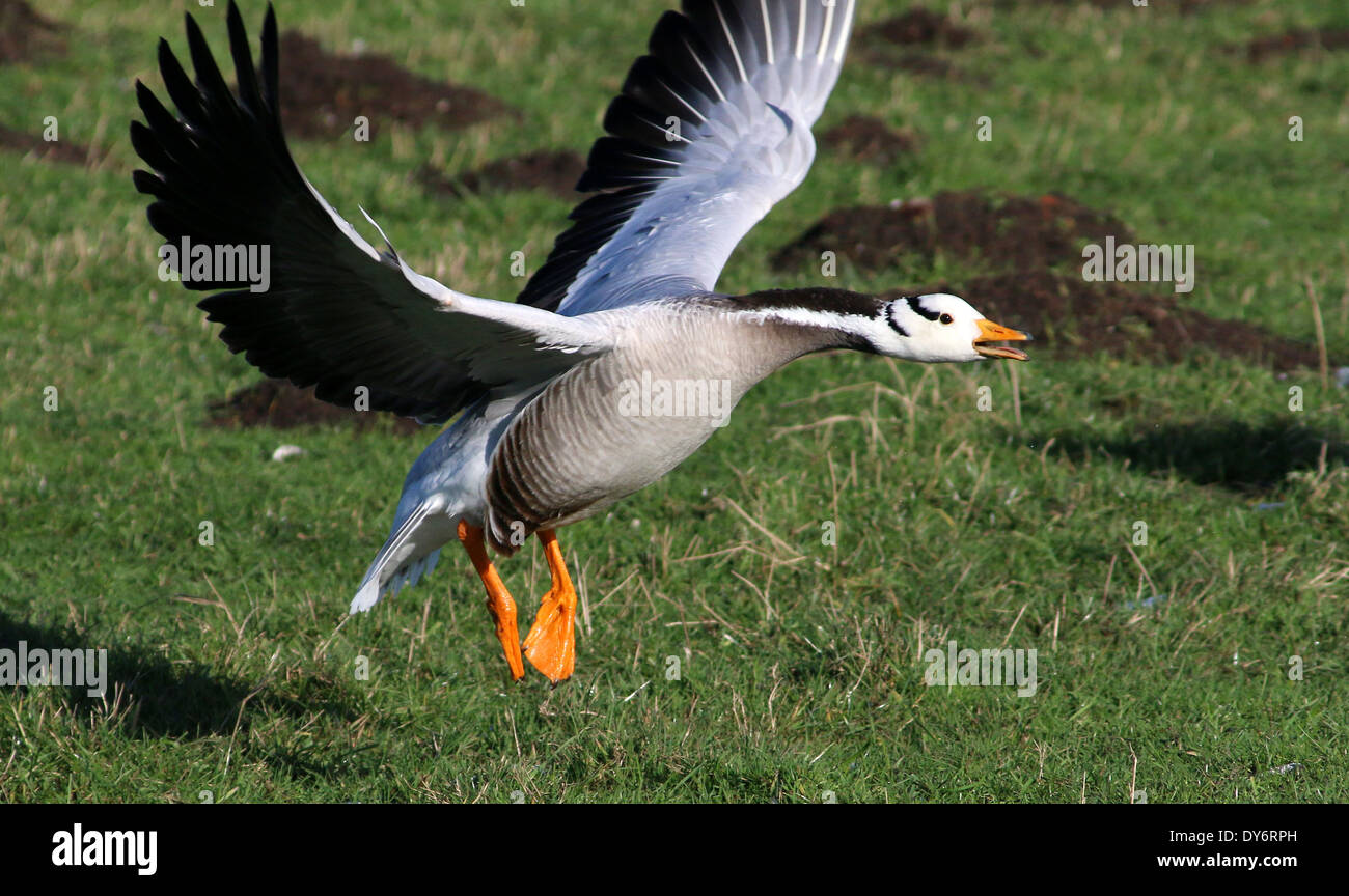 Bird taking flight off ground hi-res stock photography and images - Alamy