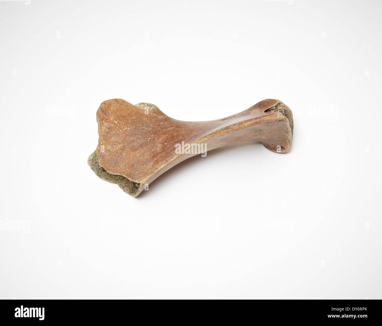 still life of a bone against a white background Stock Photo - Alamy