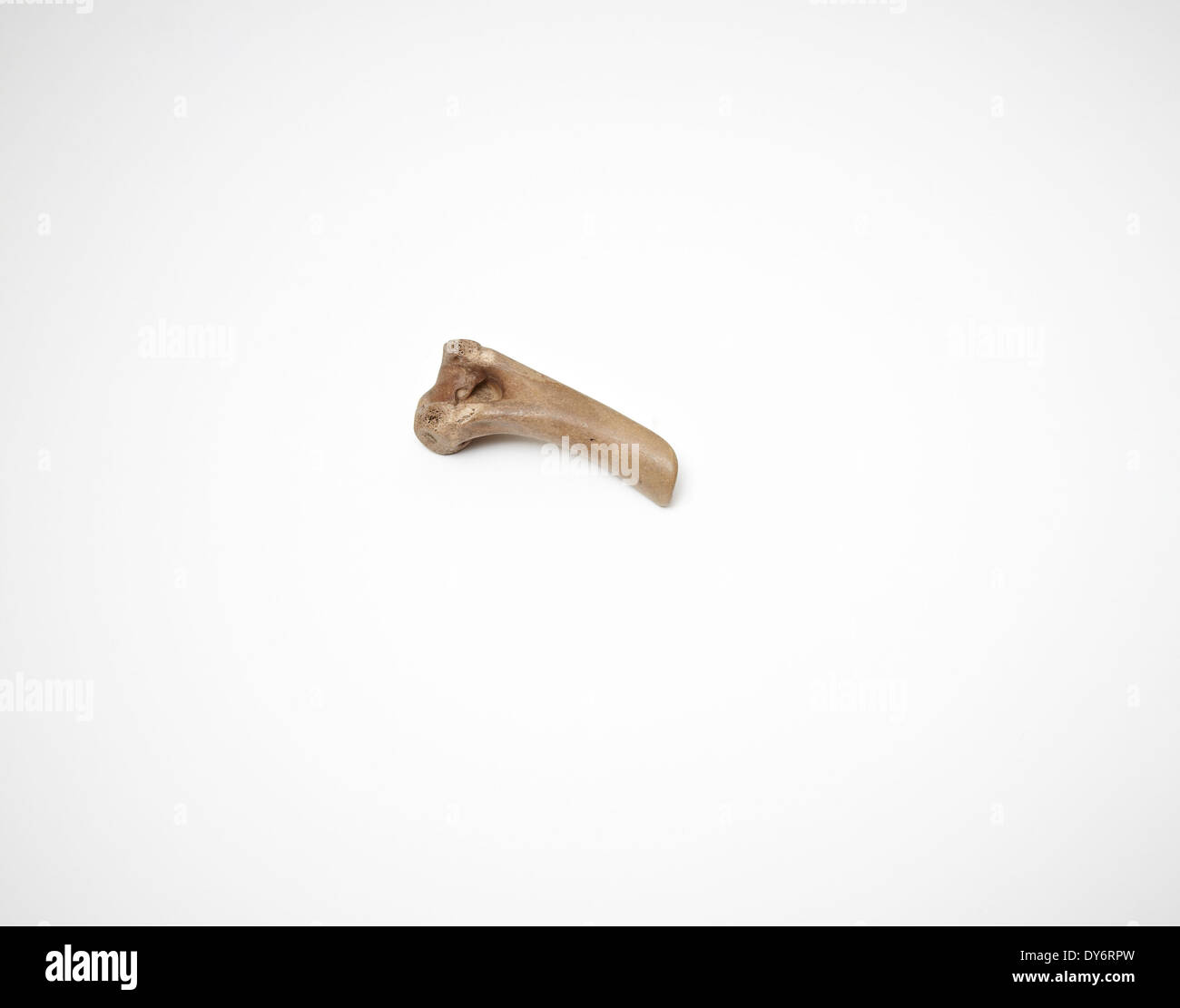 still life of a bone against a white background Stock Photo - Alamy