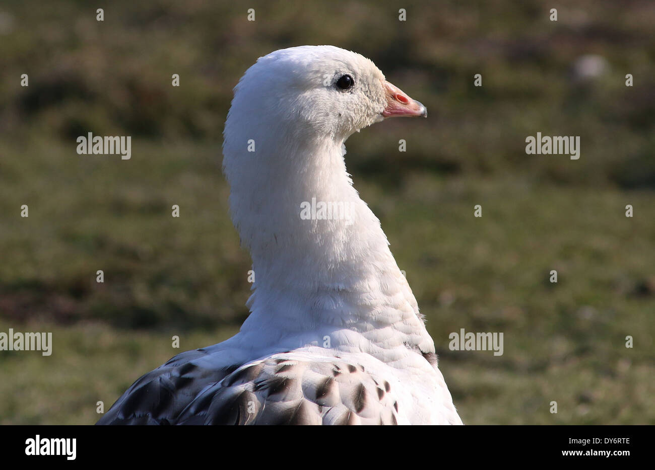 Andesgans hi-res stock photography and images - Alamy
