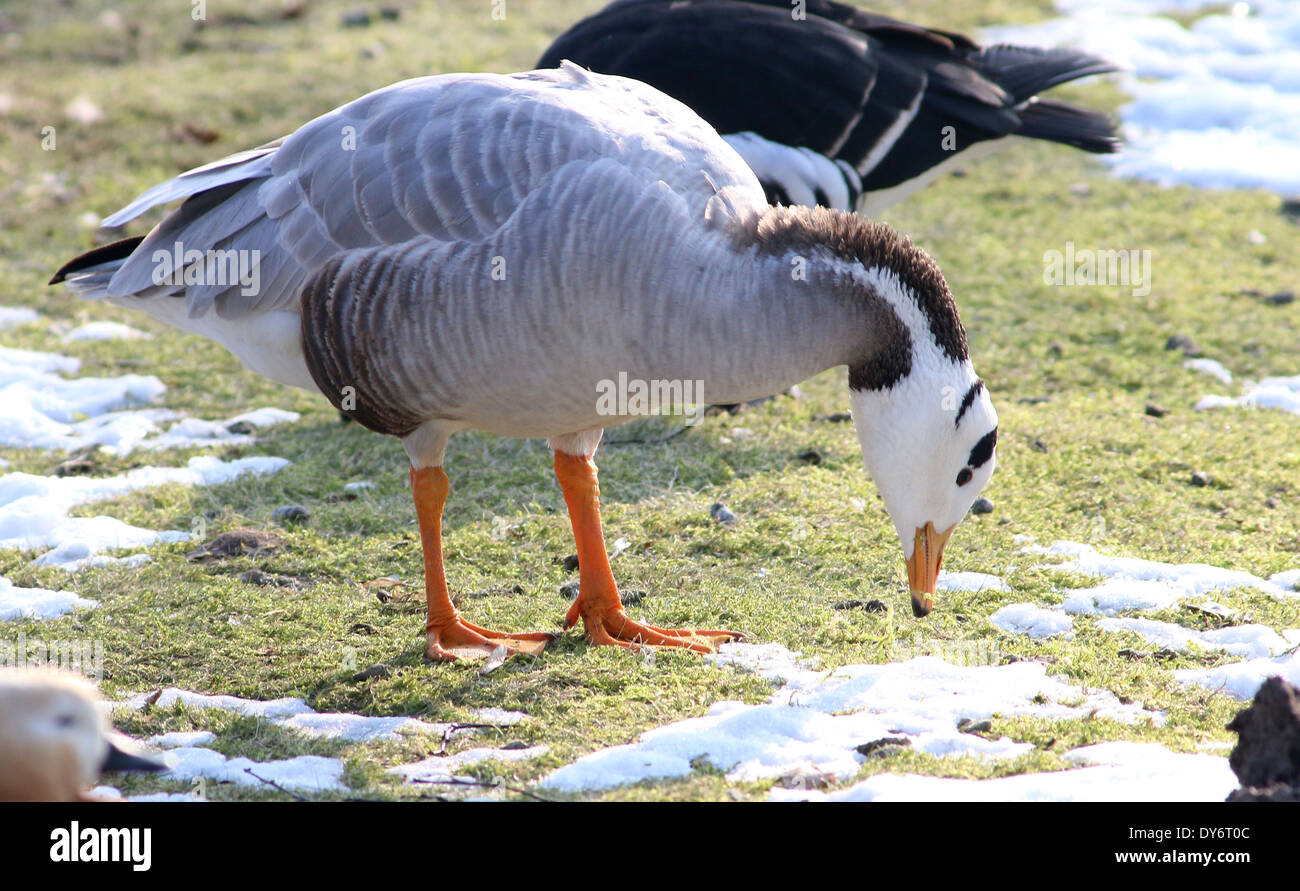 Ansar indio bar headed goose anser indicus hi-res stock photography and ...