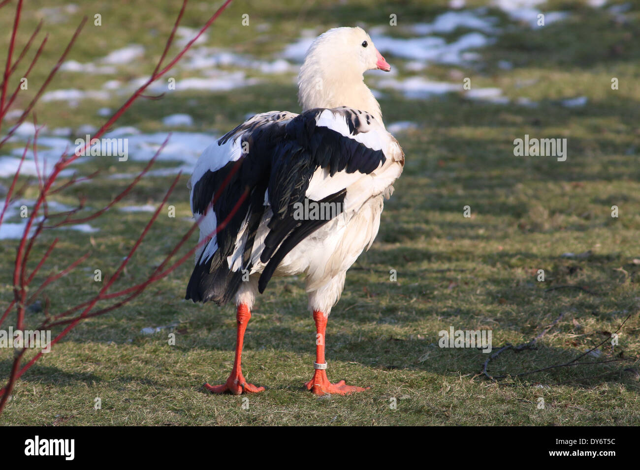 Andean Goose (Chloephaga melanoptera) preening and flexing wings (9 ...