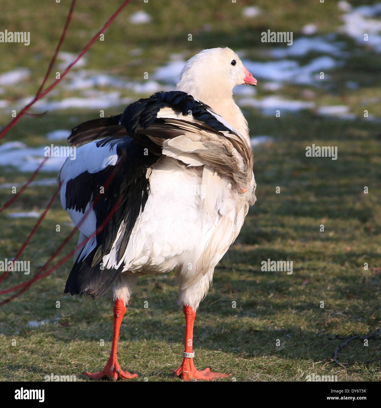 Andean goose spreading its wings hi-res stock photography and images ...