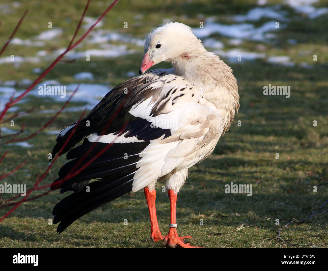 Ganso andino chloephaga melanoptera hi-res stock photography and images ...