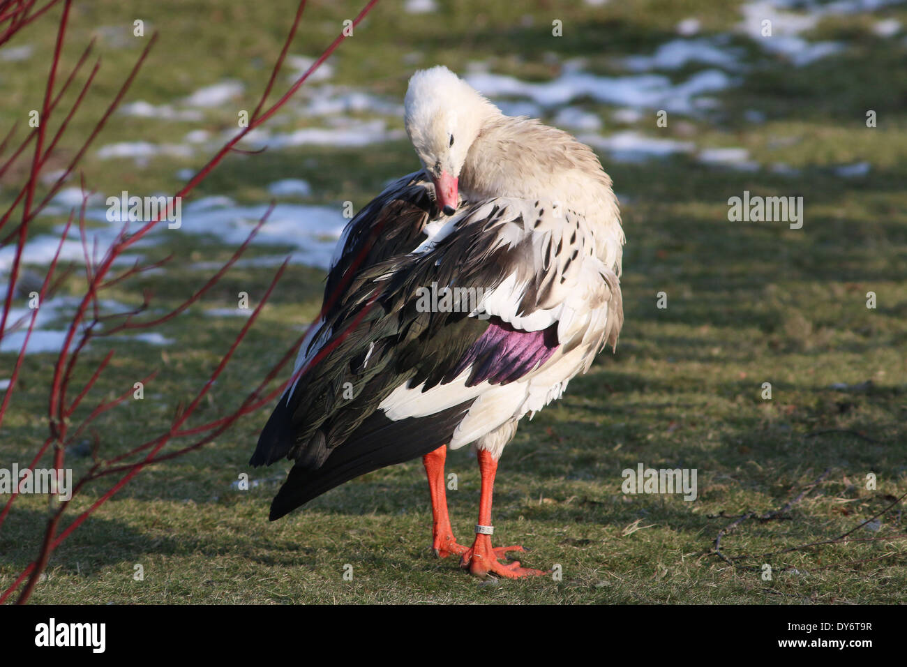 Andean Goose (Chloephaga melanoptera) preening and flexing wings (9 ...