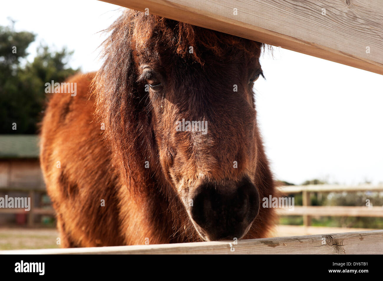 Ponies in a farm Stock Photo - Alamy