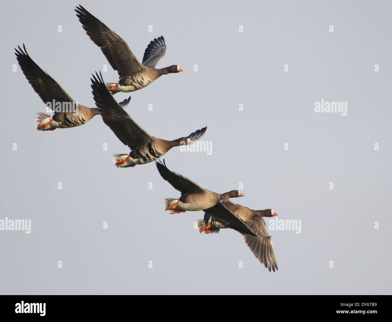 Flock of five Greater White-fronted Geese (Anser Albifrons) in flight ...