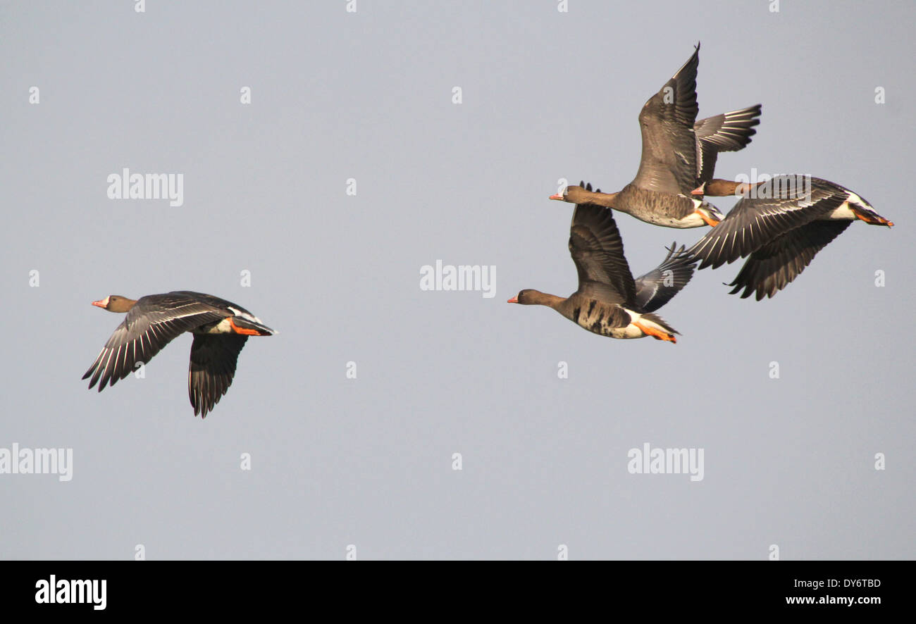 Species white fronted goose hi-res stock photography and images - Alamy