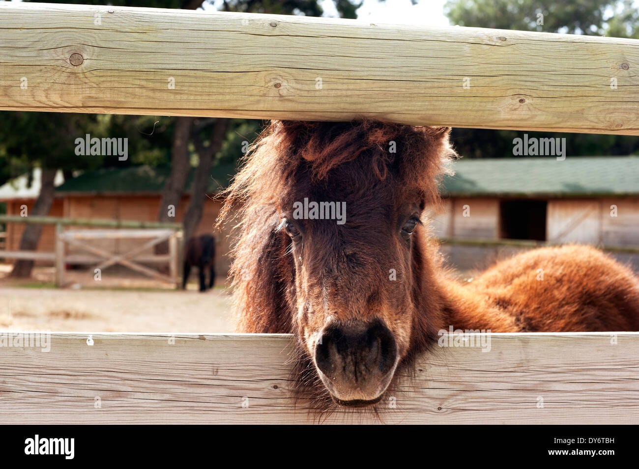 Ponies in a farm Stock Photo - Alamy