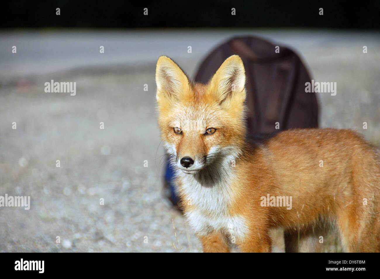 Wild red fox at roadside in Northern Ontario Stock Photo - Alamy