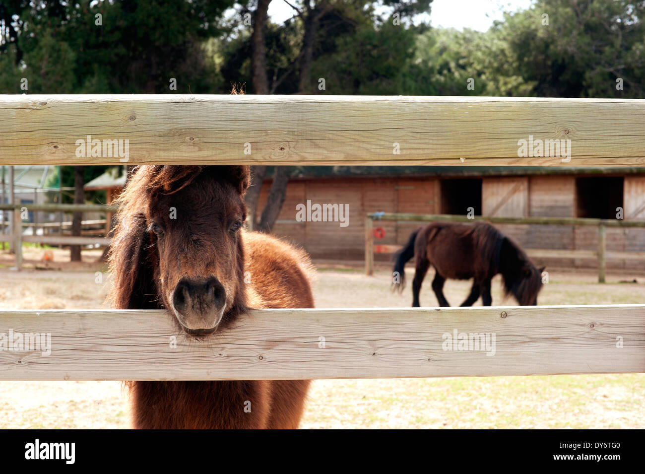 Ponies in a farm Stock Photo - Alamy