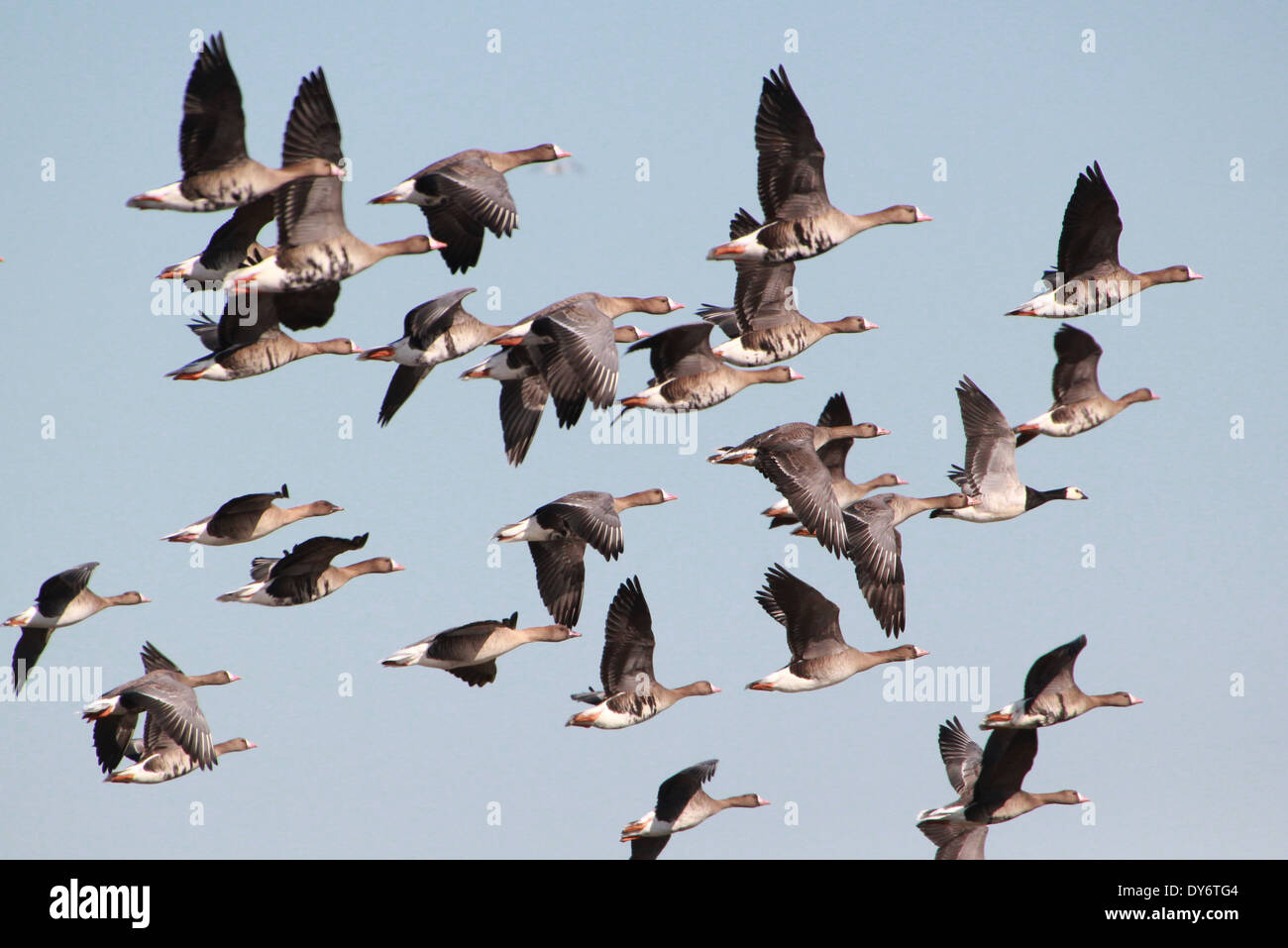 Large group greater white fronted geese hi-res stock photography and ...