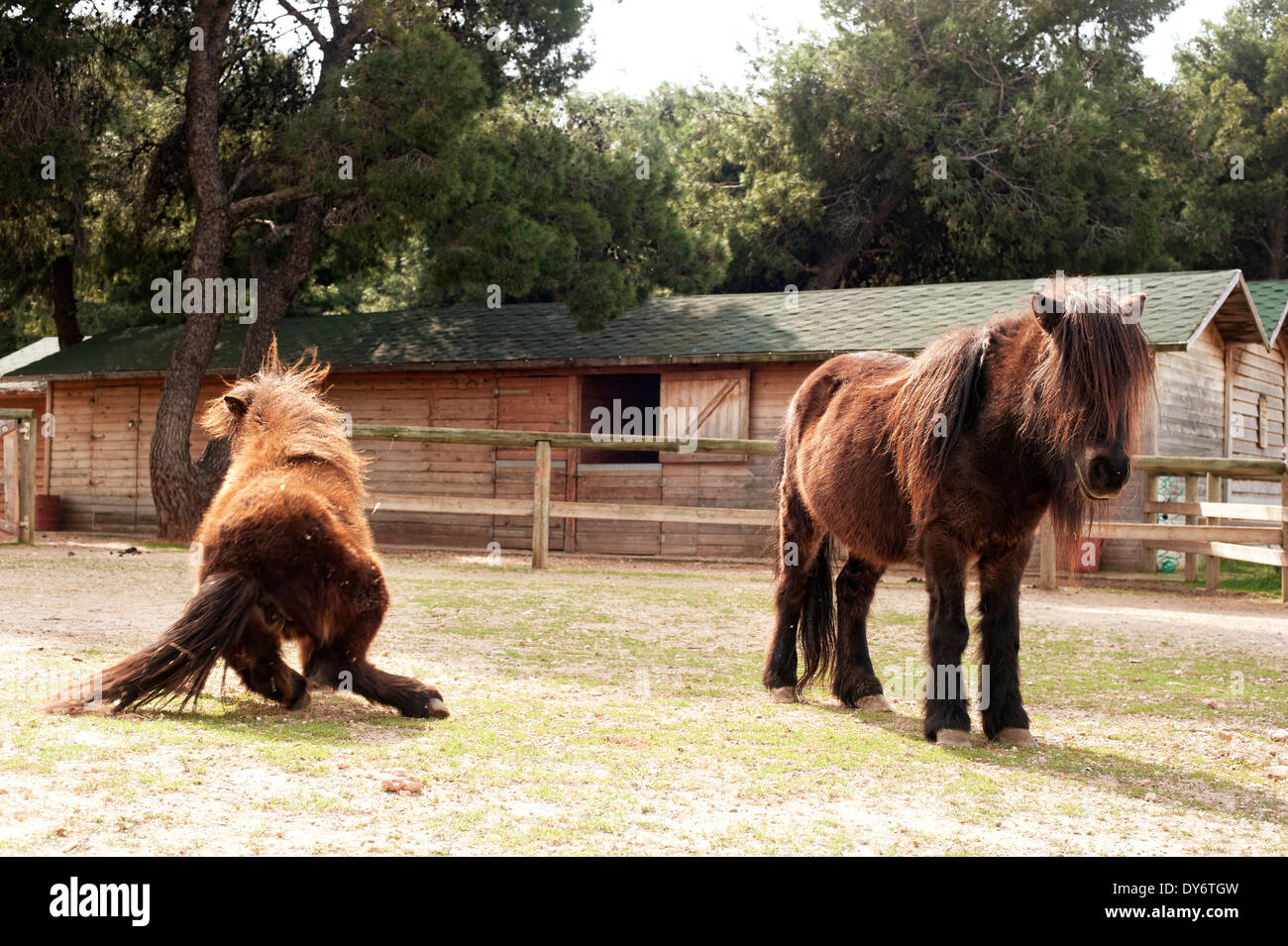 Ponies in a farm Stock Photo - Alamy