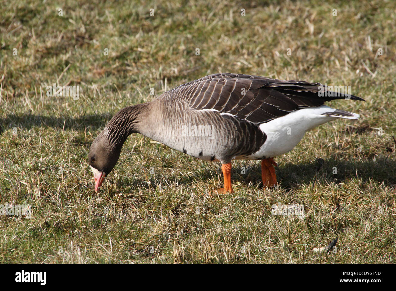 Oie rieuse hi-res stock photography and images - Alamy