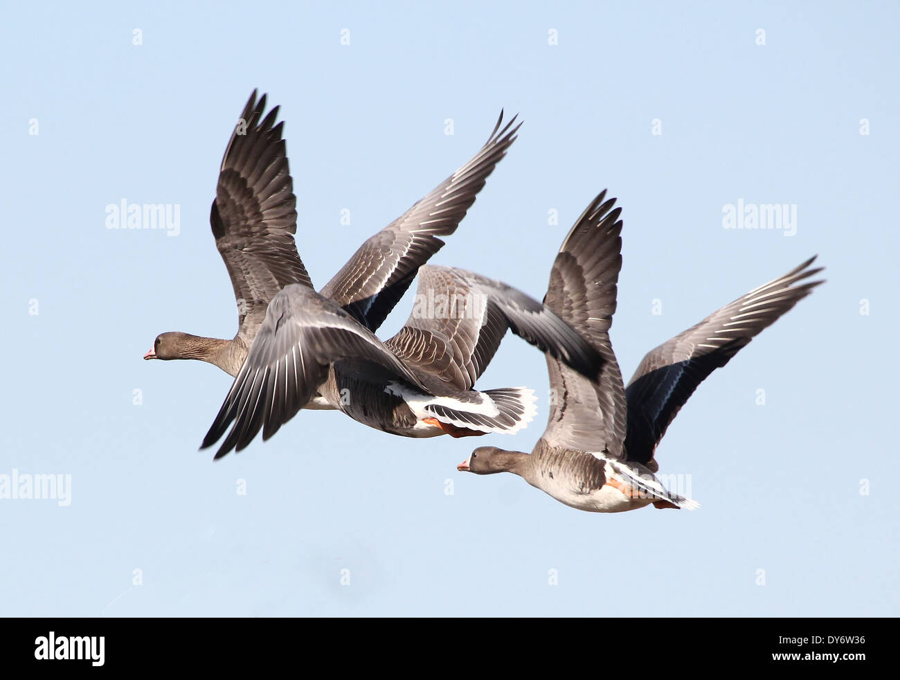 Group of 3 Greater White-fronted Geese in flight Stock Photo - Alamy