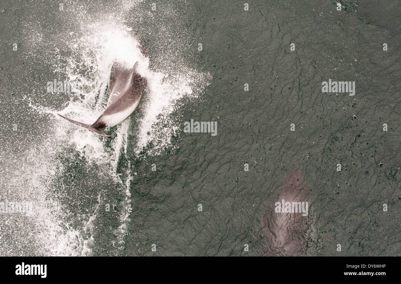 Peale's dolphin (Lagenorhynchus australis) bow riding off the front of ...