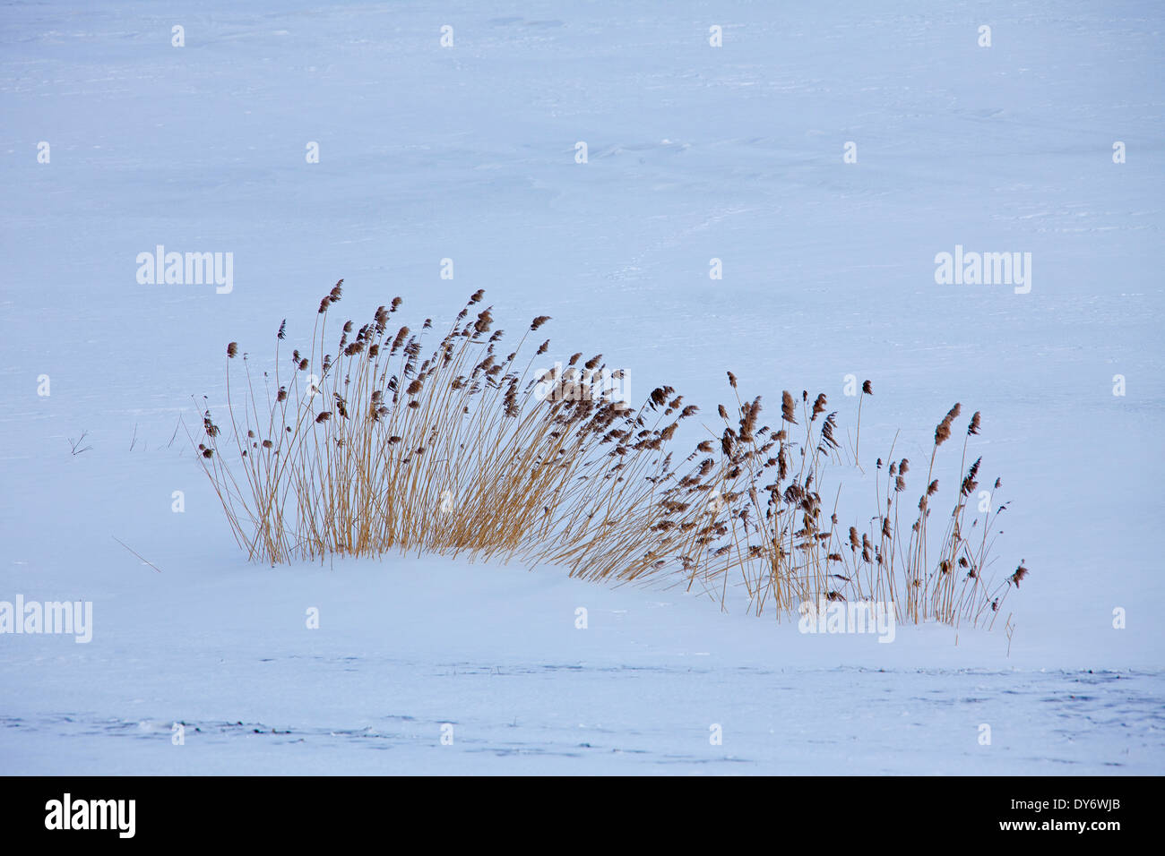 Common reed (Phragmites australis / Phragmites communis) along frozen ...
