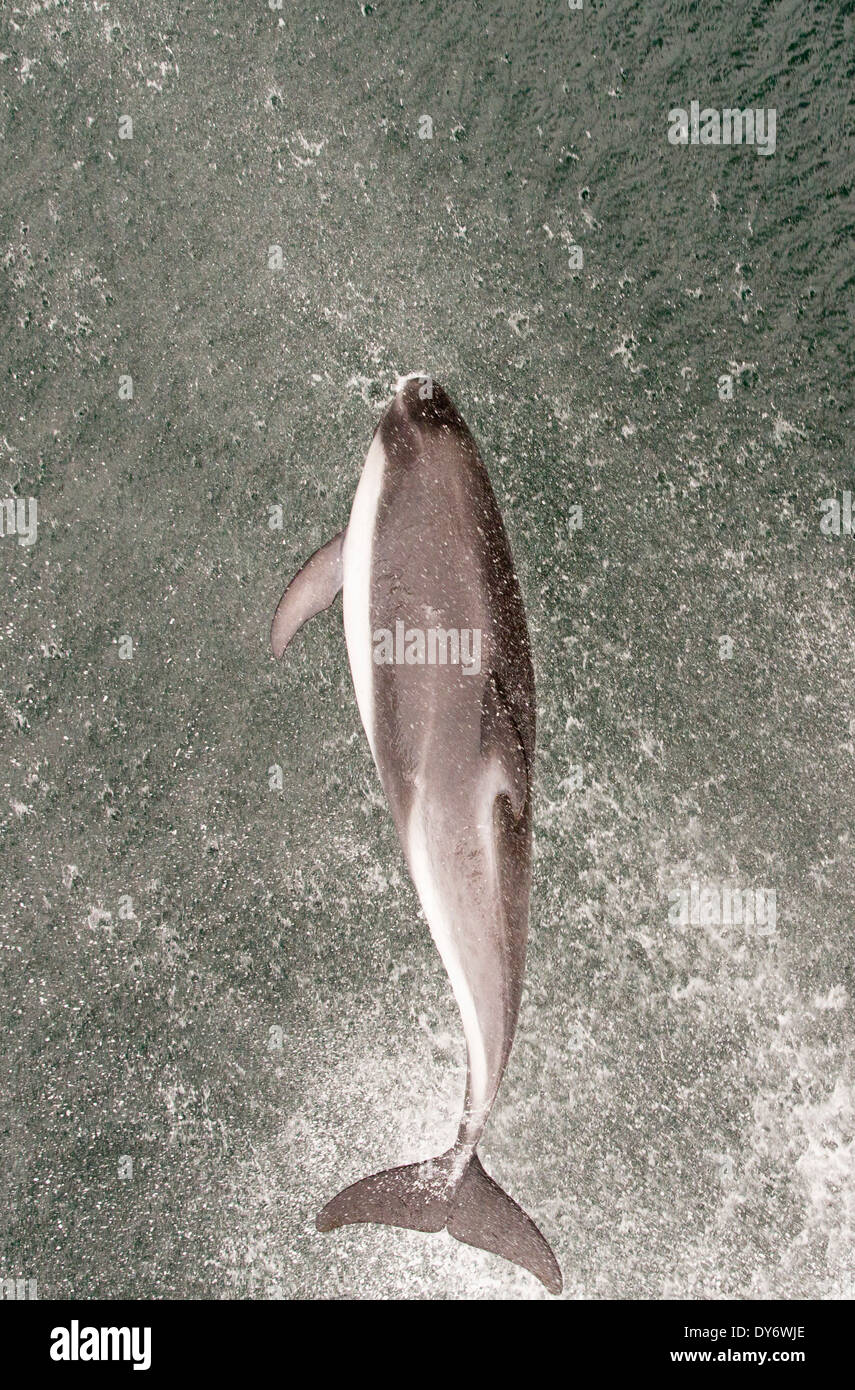 Dolphin bow riding hi-res stock photography and images - Alamy