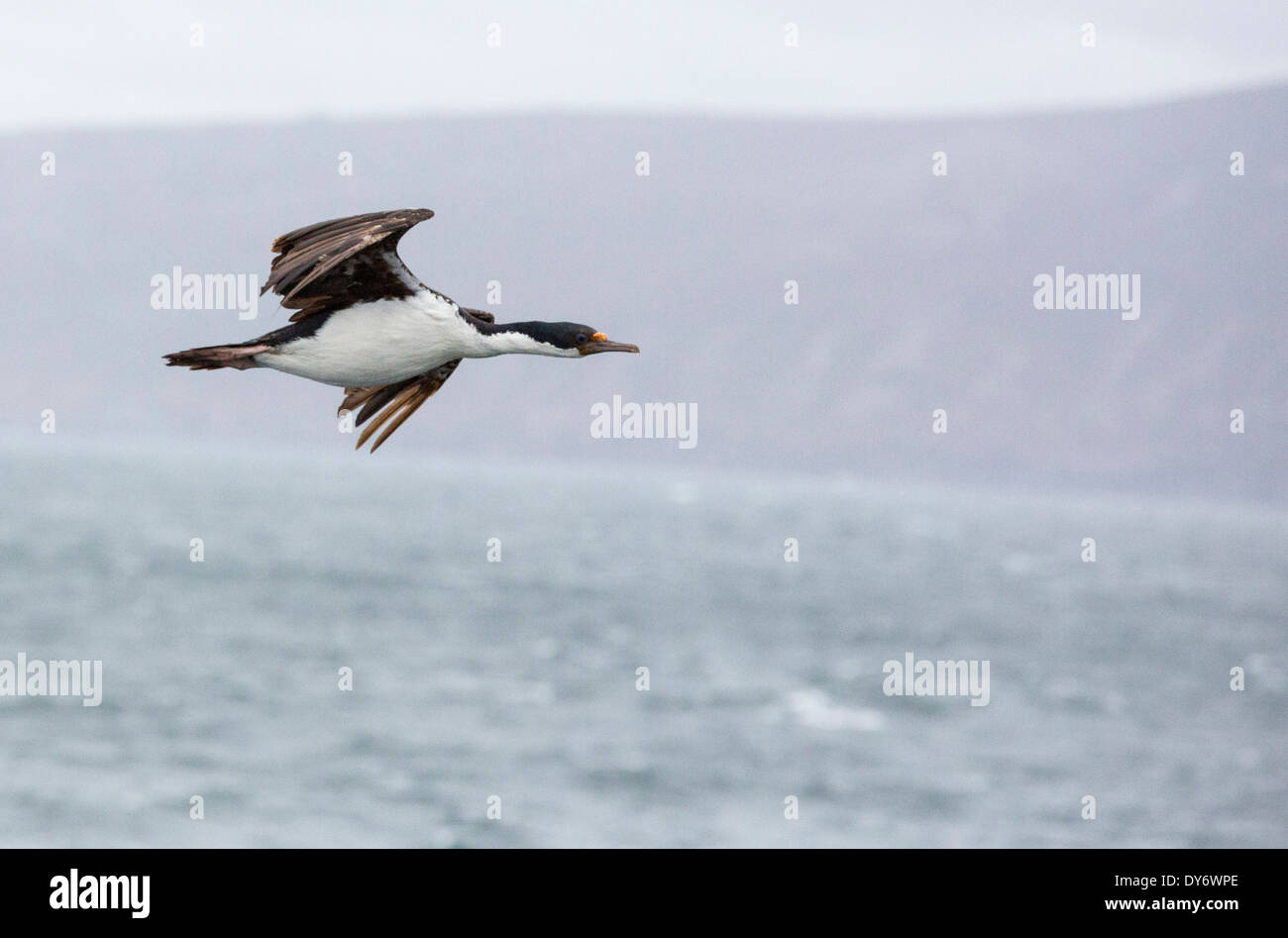 An Imperial Cormorant; Phalacrocorax atriceps flying off the Falkland ...