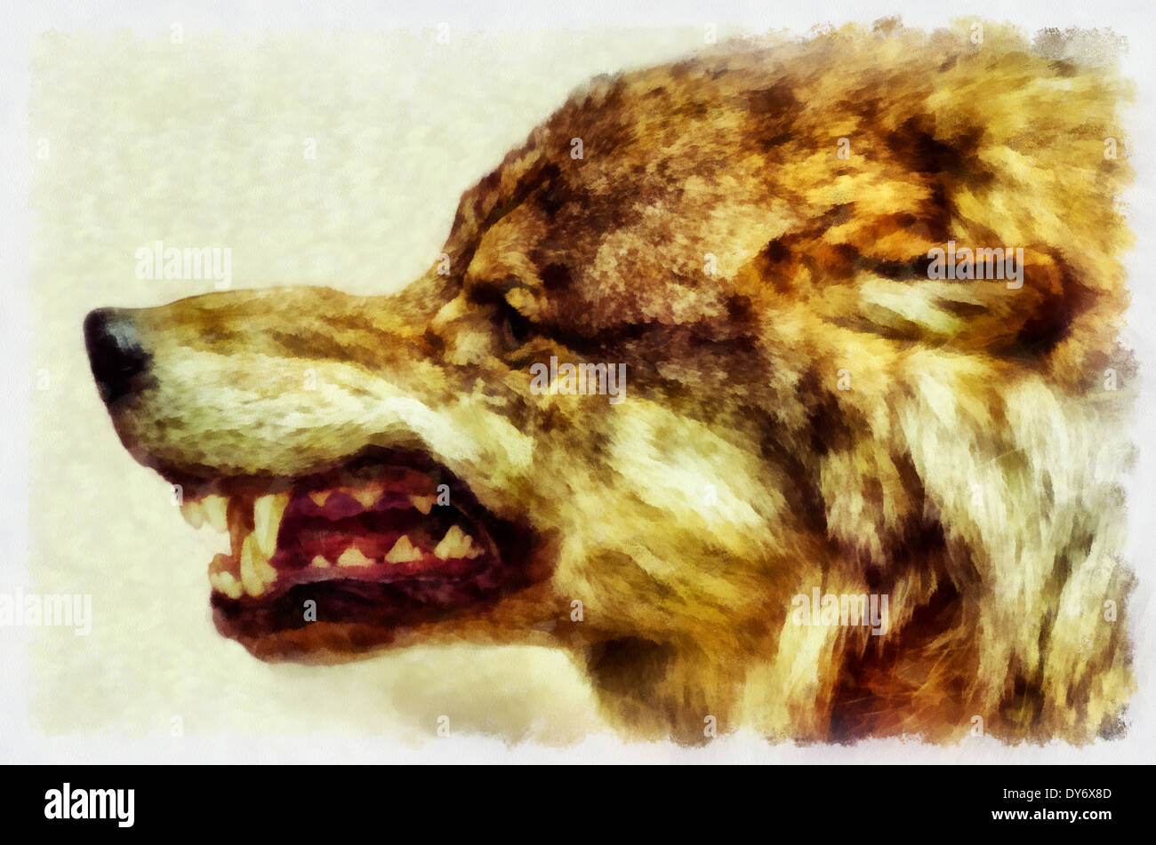 Wolf or gray wolf, or common wolf (lat. Canis lupus) - kind of ...