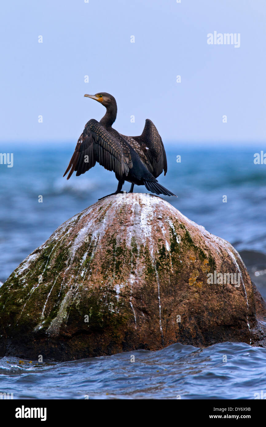 Cormorant with wings spread hi-res stock photography and images - Alamy