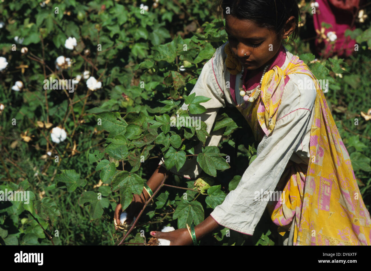 India Madhya Pradesh, children work in cotton field, picking cotton by ...