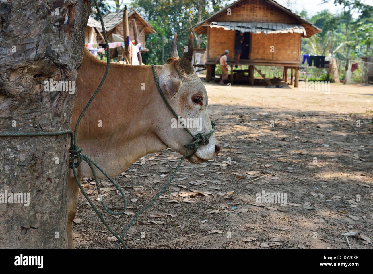 Typical rural village with straw huts and cow tied to tree alongside ...