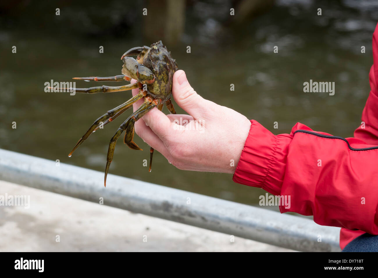 Close up of a man’s hand holding a crab caught whilst fishing with his ...
