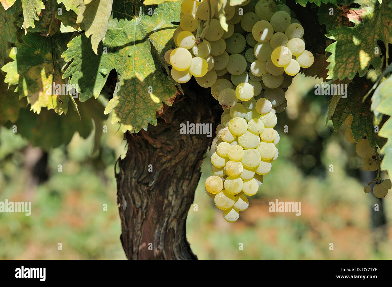 Italian white grape hi-res stock photography and images - Alamy