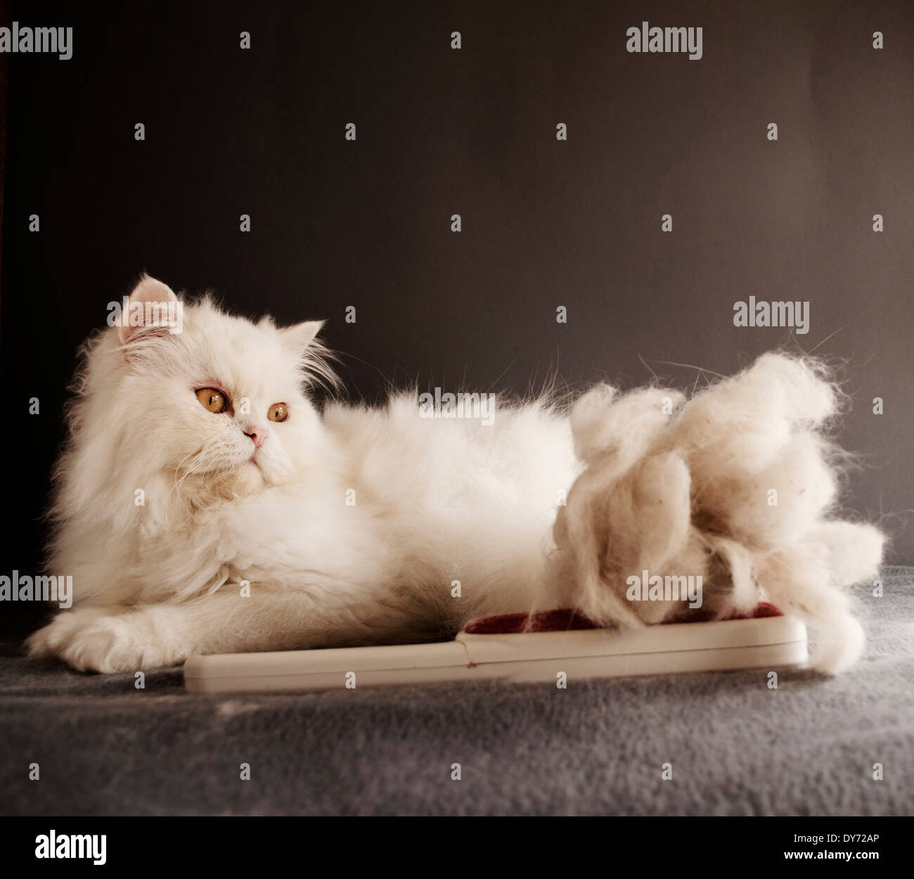 Shed hairs hi-res stock photography and images - Alamy