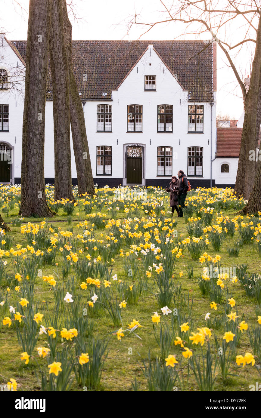 BRUGES, Belgium — Spring daffodils bloom in the tranquil courtyard ...