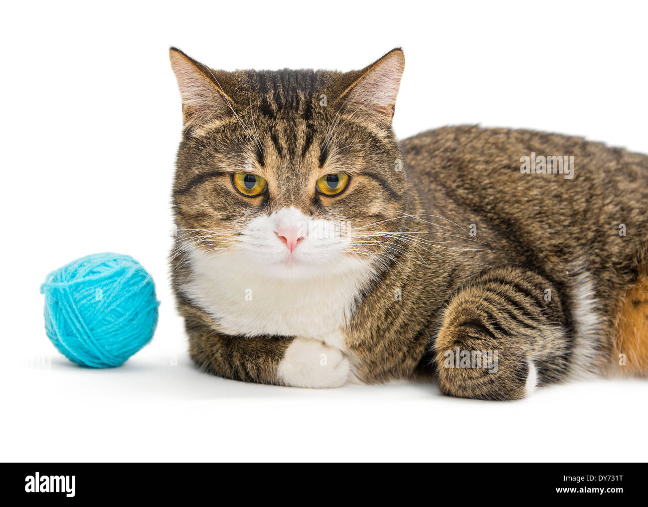 Cat wool tangled hi-res stock photography and images - Alamy
