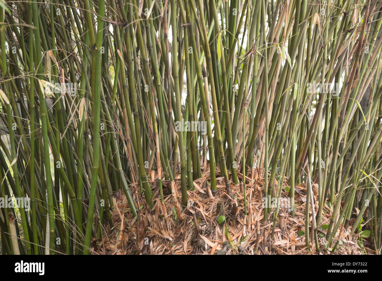 Chongqing eling park hi-res stock photography and images - Alamy
