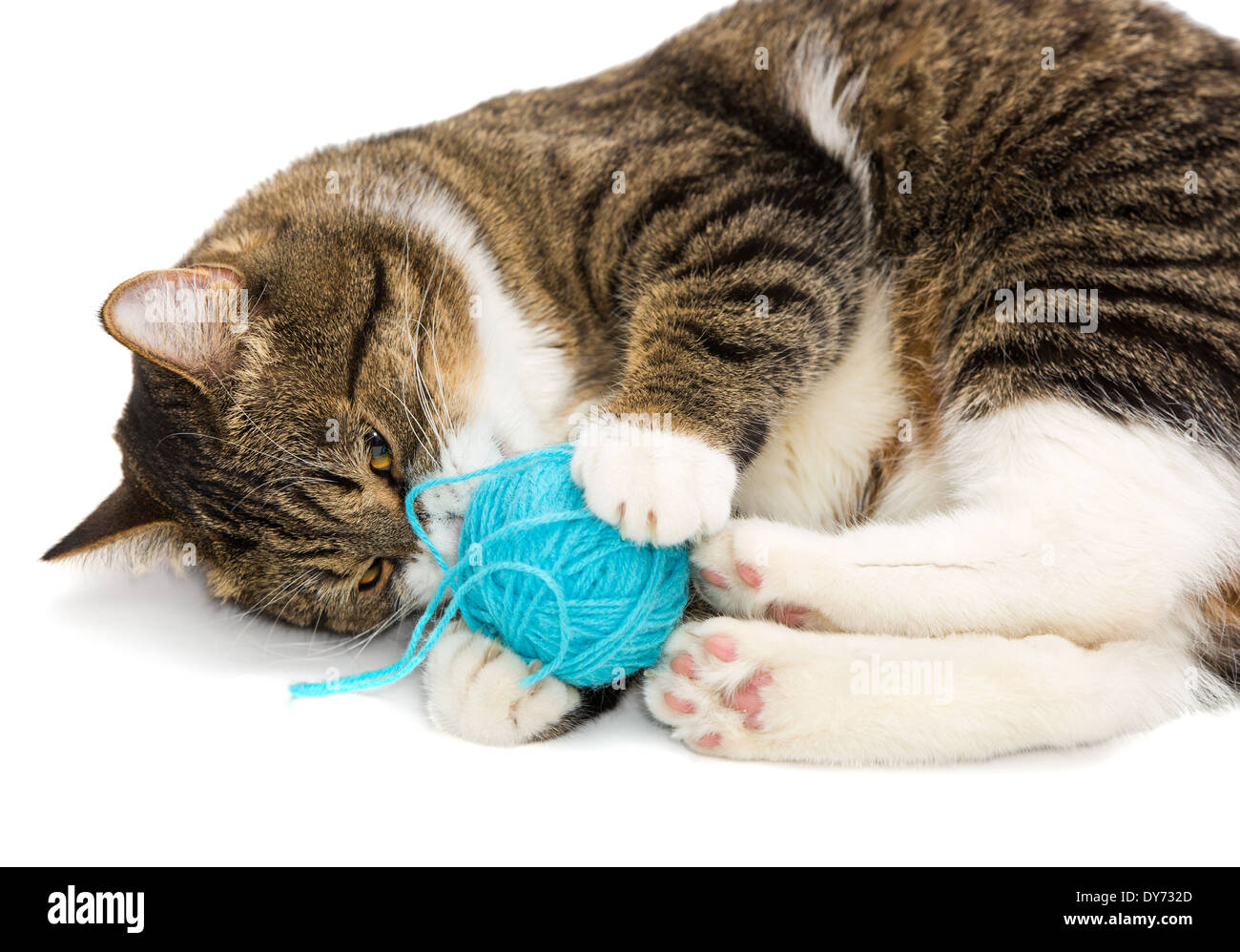Cat wool tangled hi-res stock photography and images - Alamy