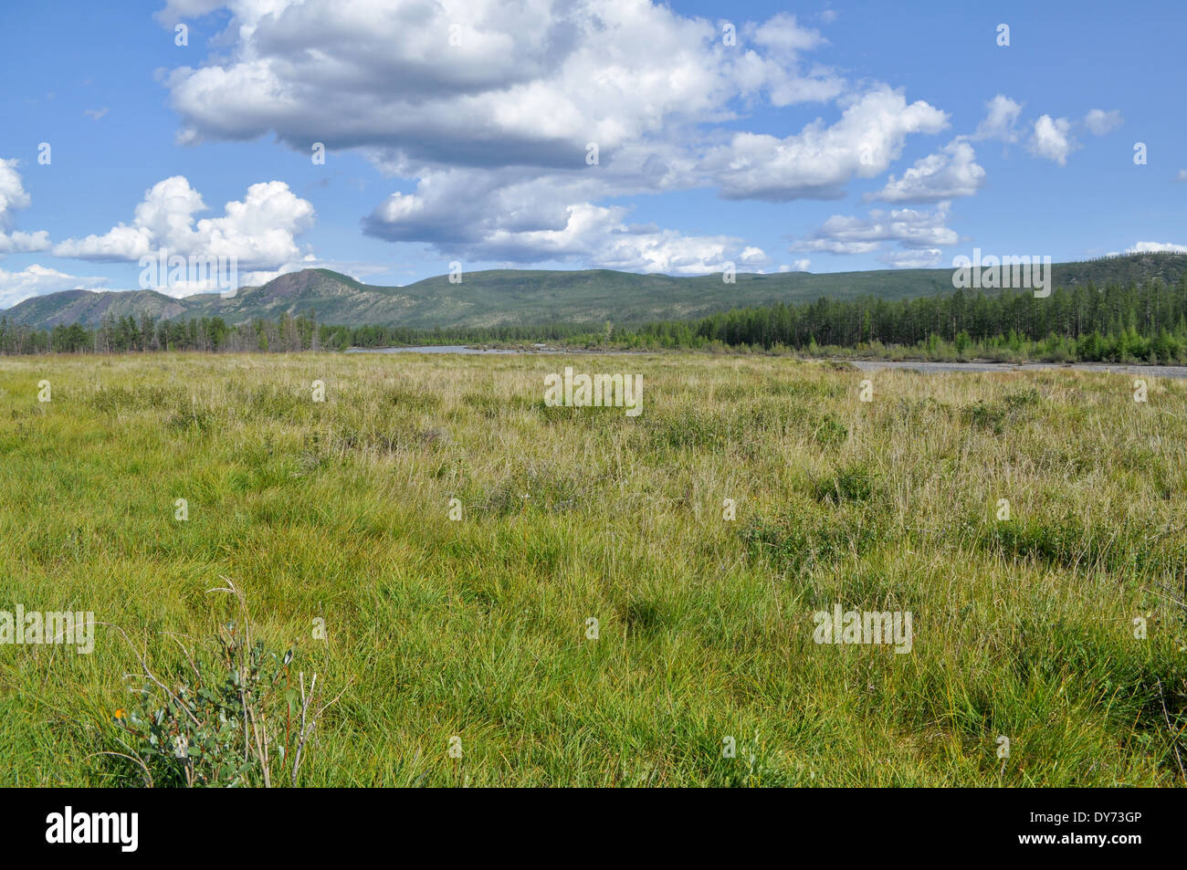 Northern landscape. Swampy plain under the blue sky with rare trees and ...