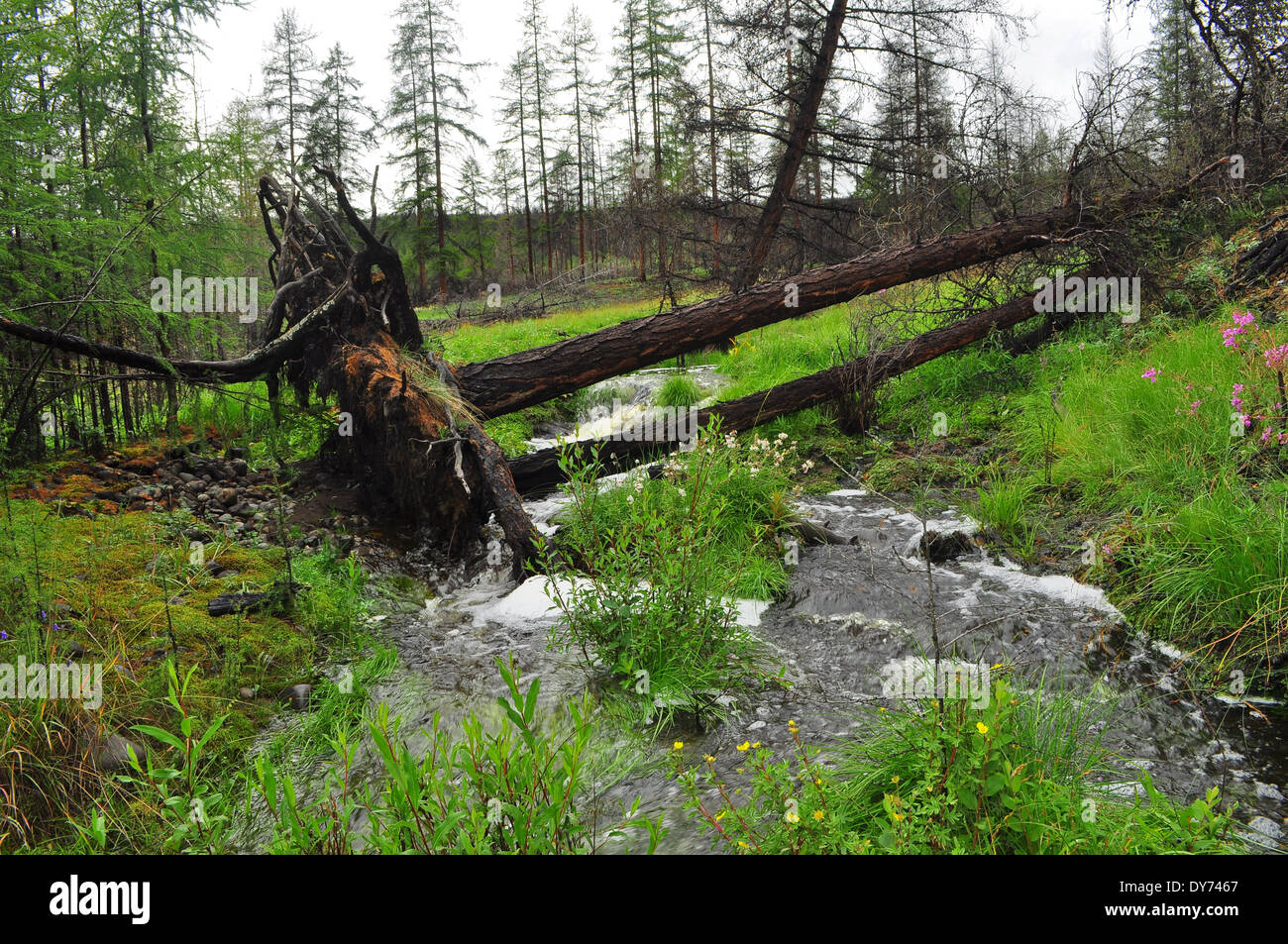 Water summer landscape surrounding the river Suntar in the Highlands of ...