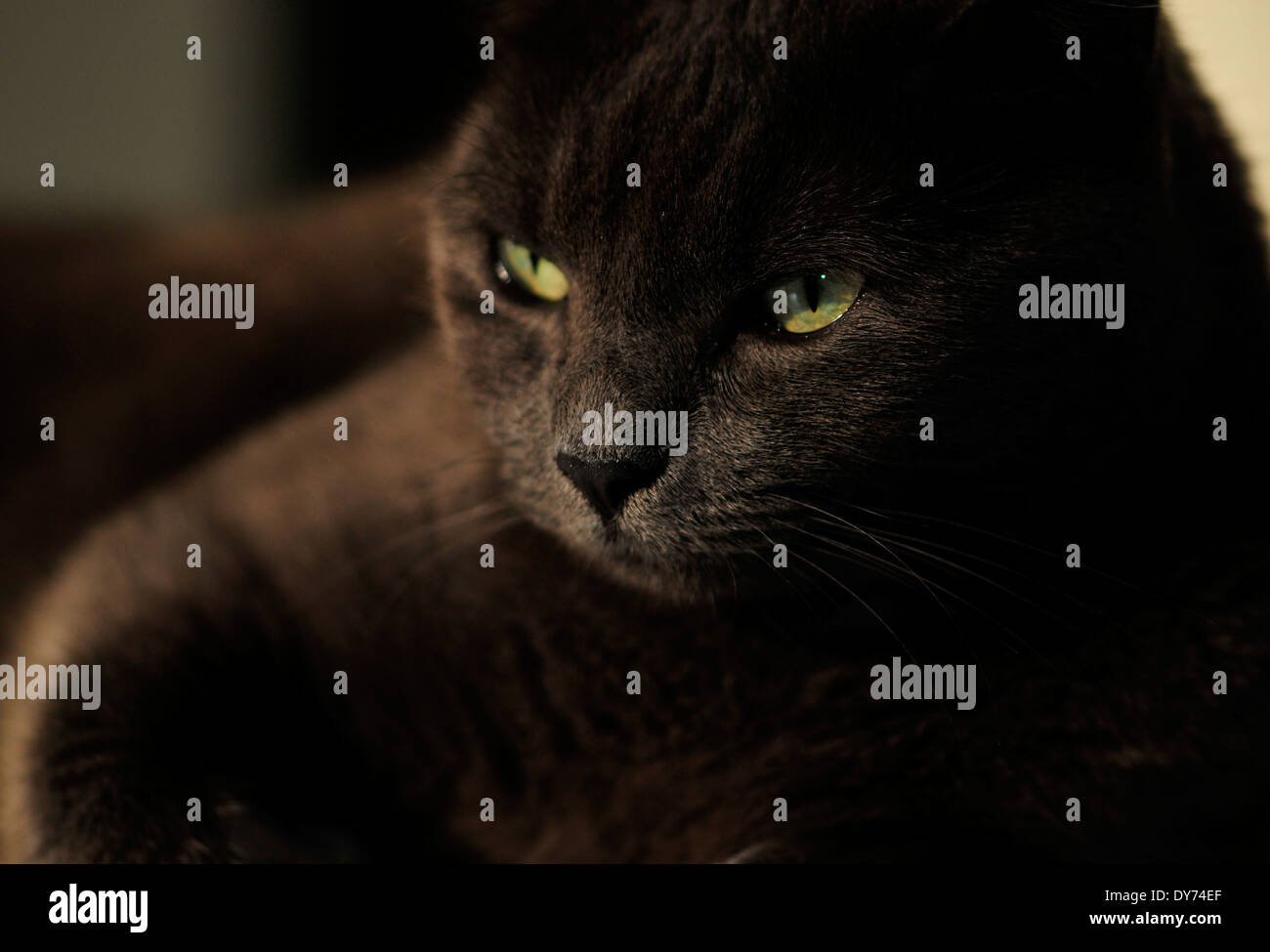 Pensive Cat High Resolution Stock Photography and Images - Alamy