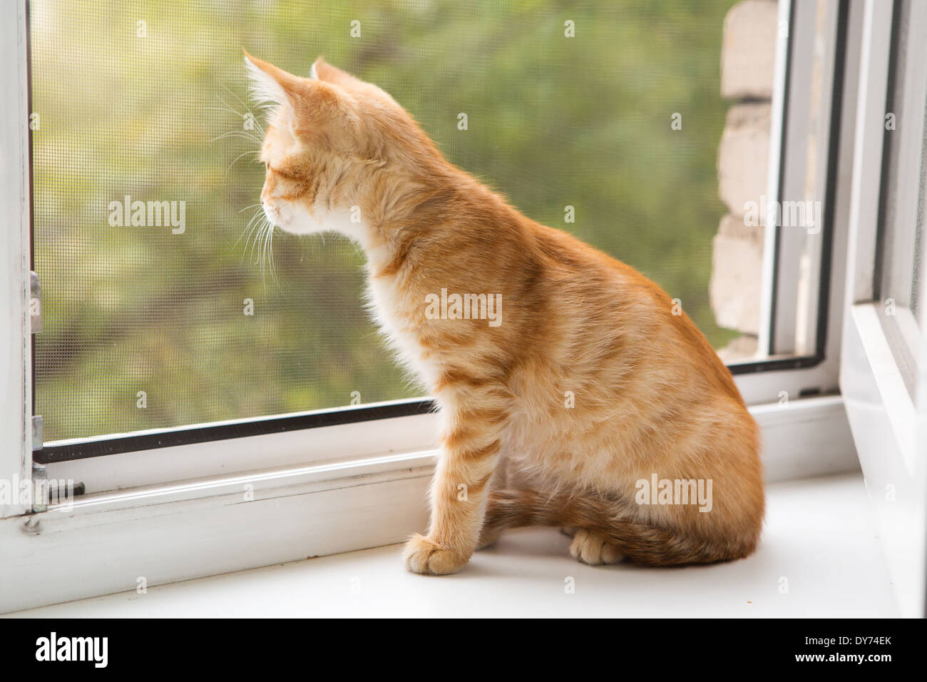 Kitten on window sill hi-res stock photography and images - Alamy