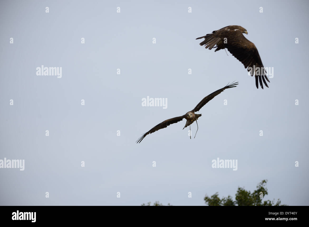 Eagle show hi-res stock photography and images - Alamy
