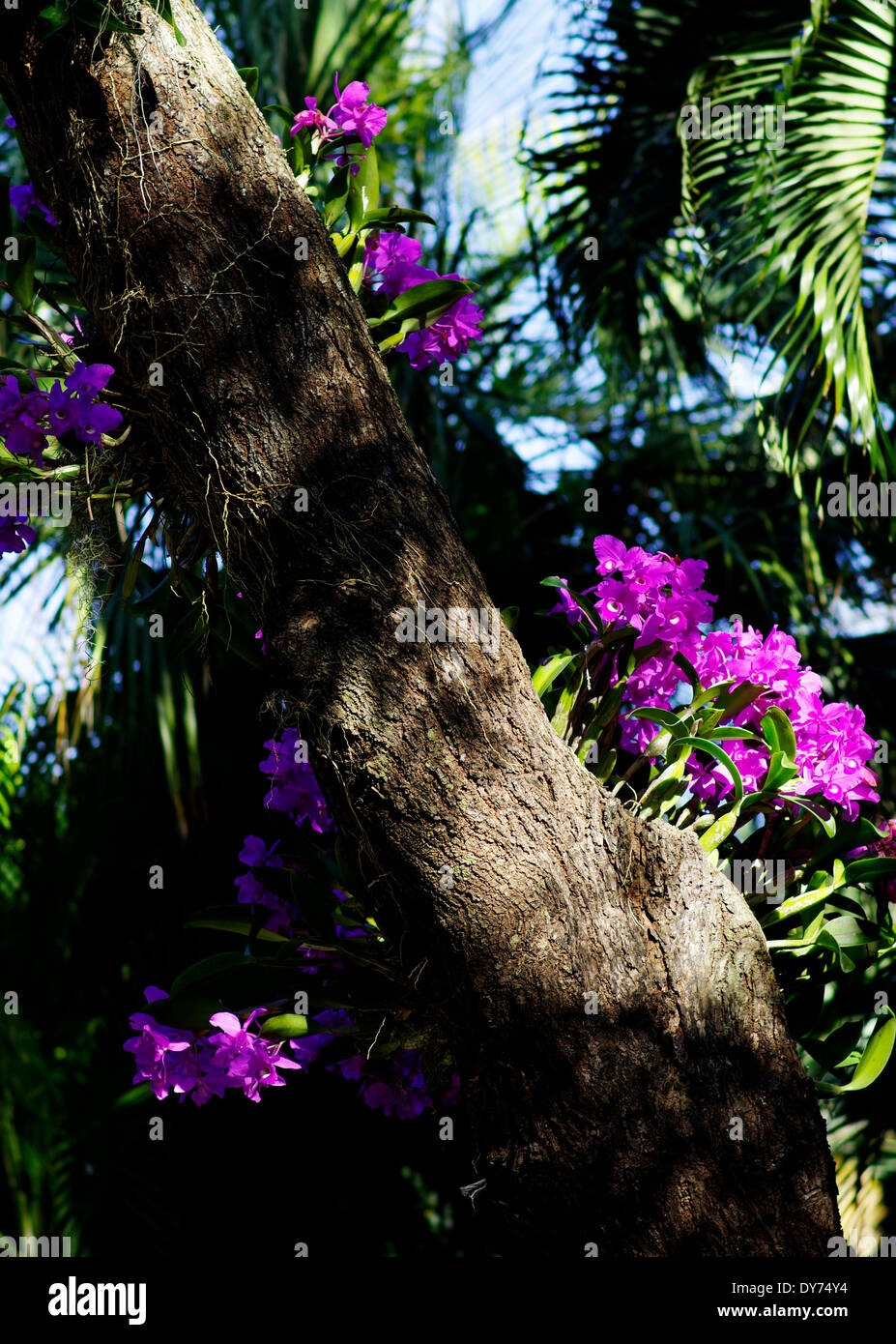 Florida Hammock with Purple Orchids Stock Photo - Alamy