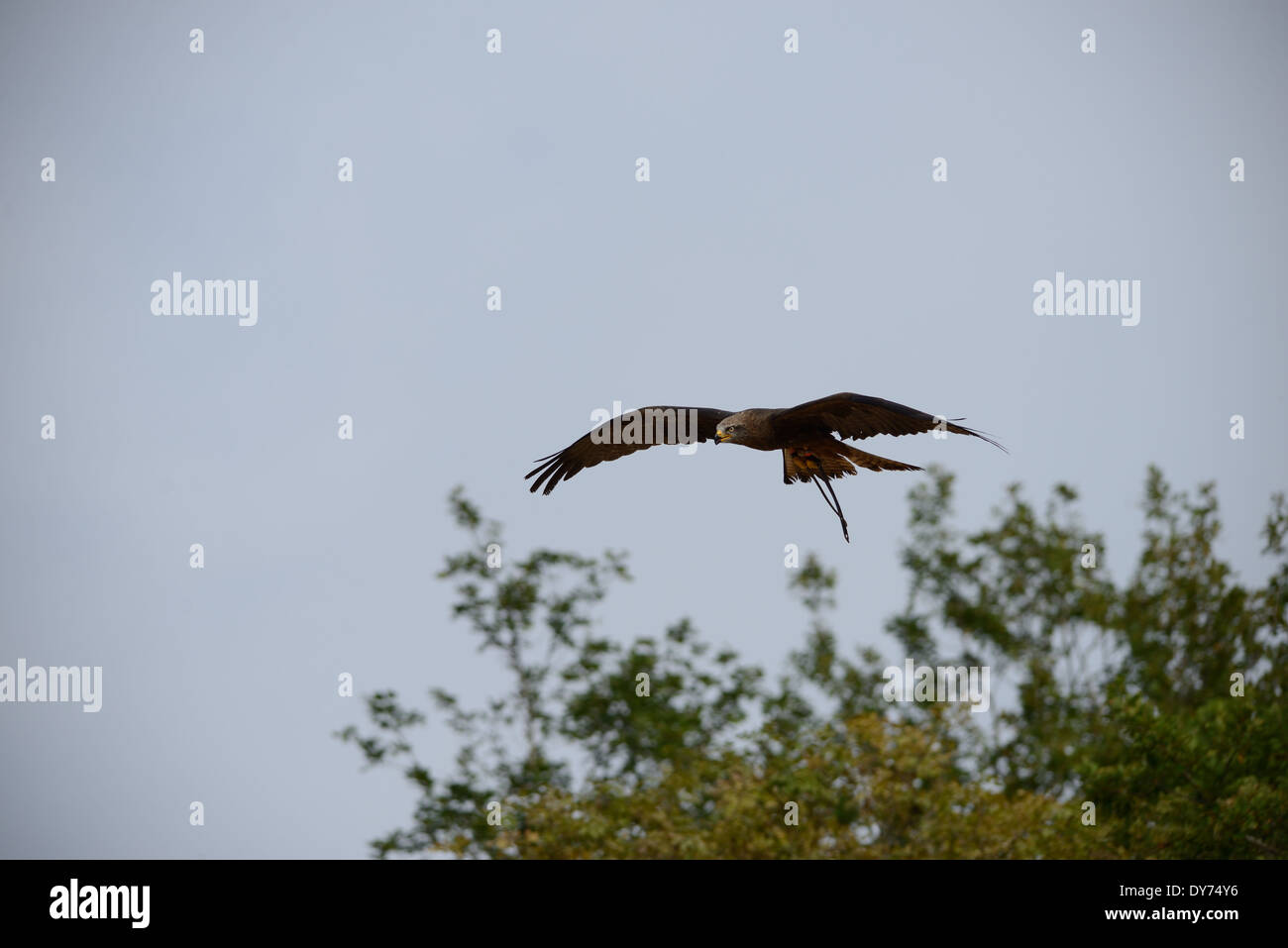 Eagle show hi-res stock photography and images - Alamy