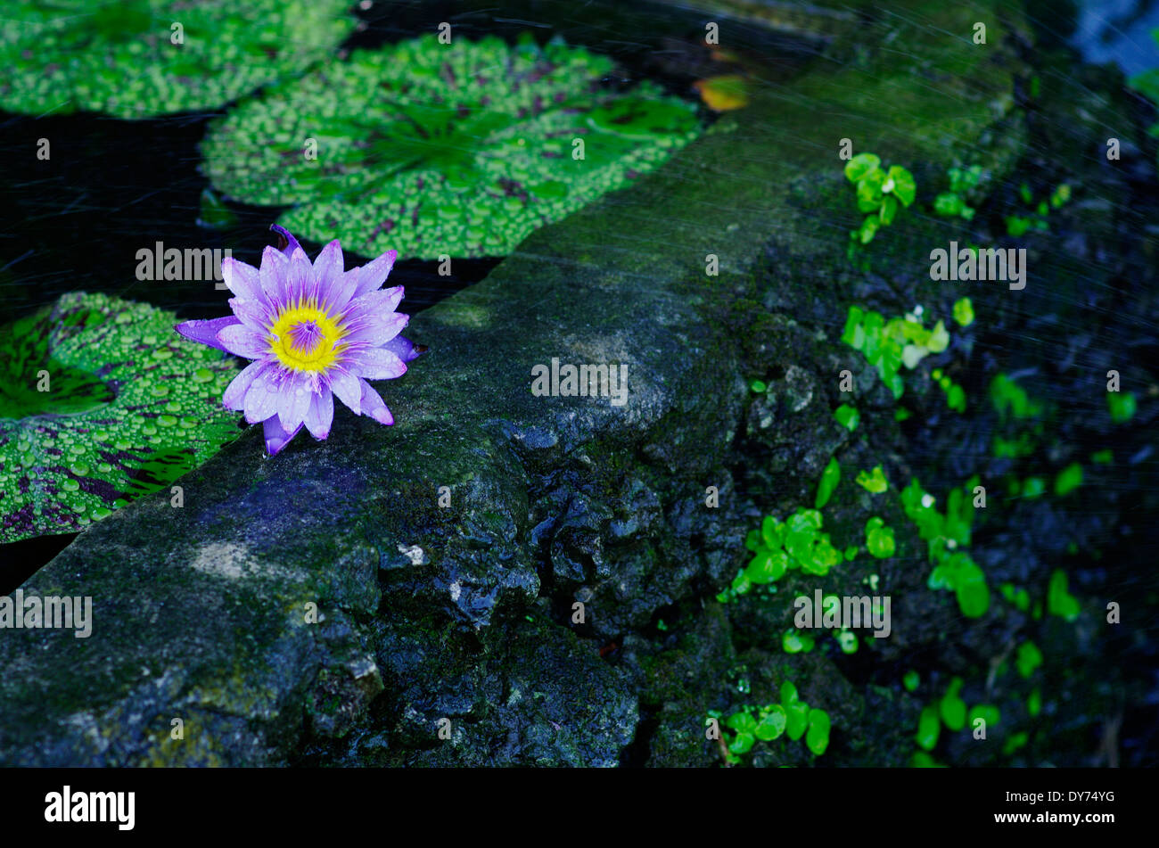 Moss pads hi-res stock photography and images - Alamy